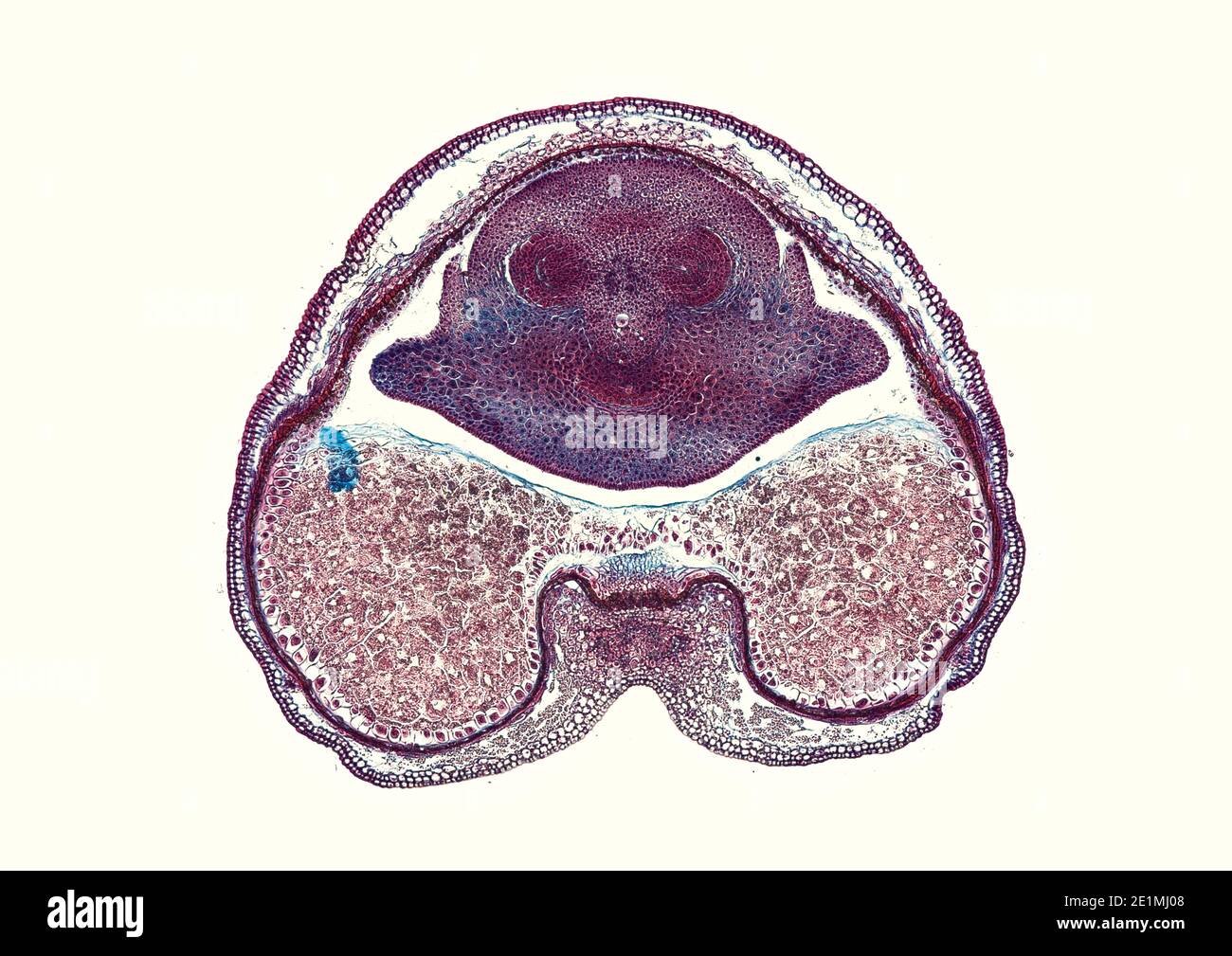 cross section cut of human body cells under a scientific microscope ...