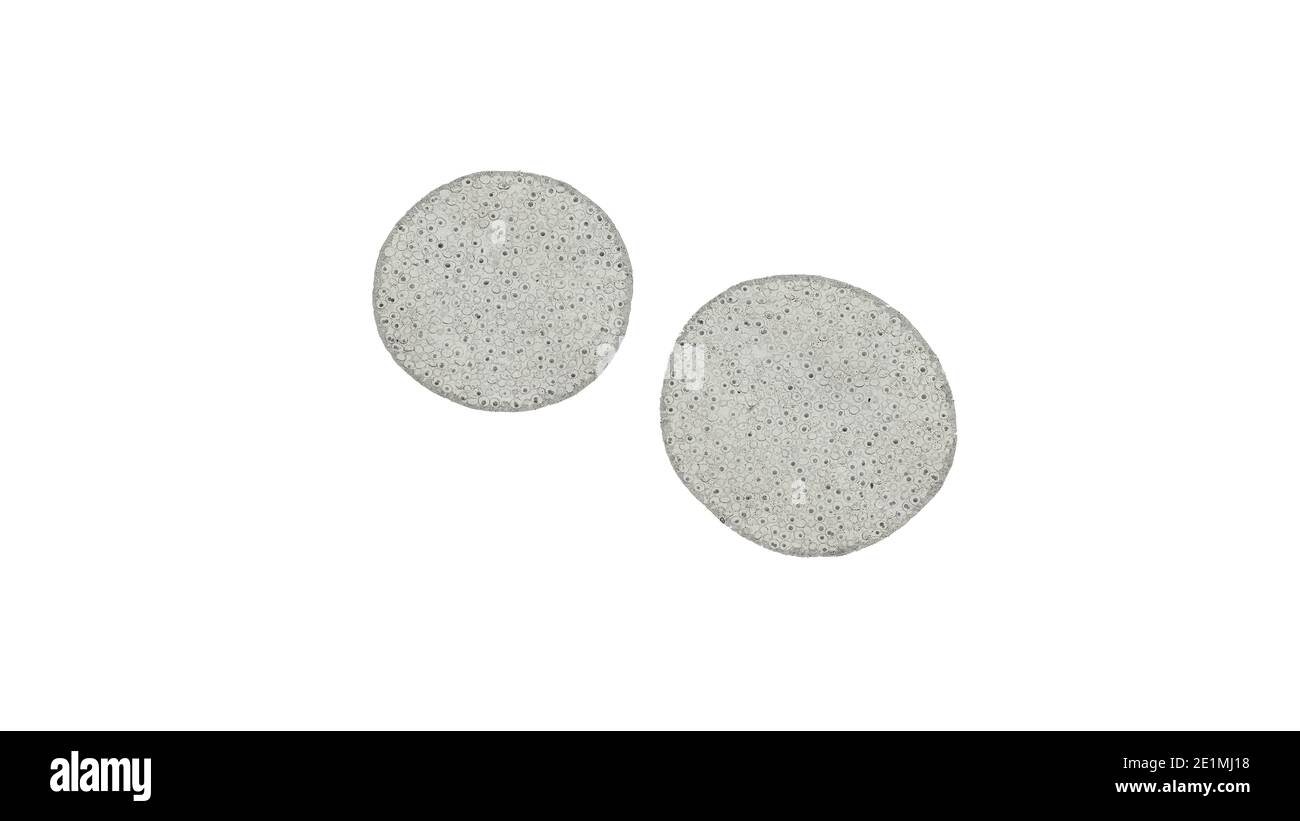 cross section cut of human body cells under a scientific microscope ...