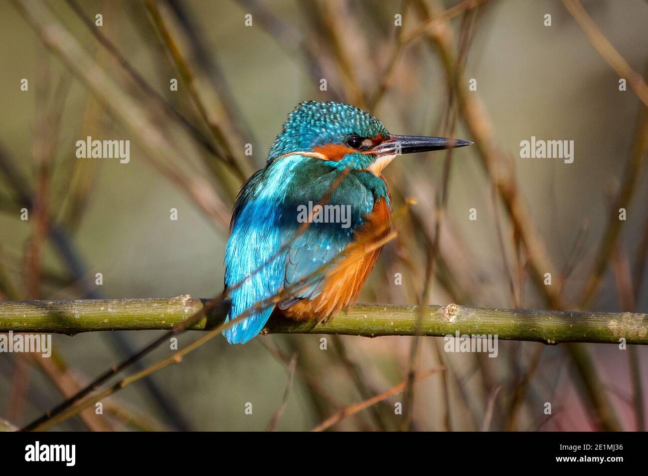 Red fox in sunshine hi-res stock photography and images - Alamy