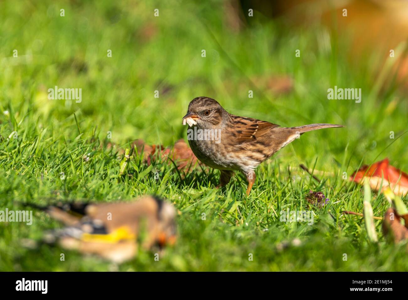Hedge sparrow or Dunnock (Prunella modularis) bird feeding on a garden ...