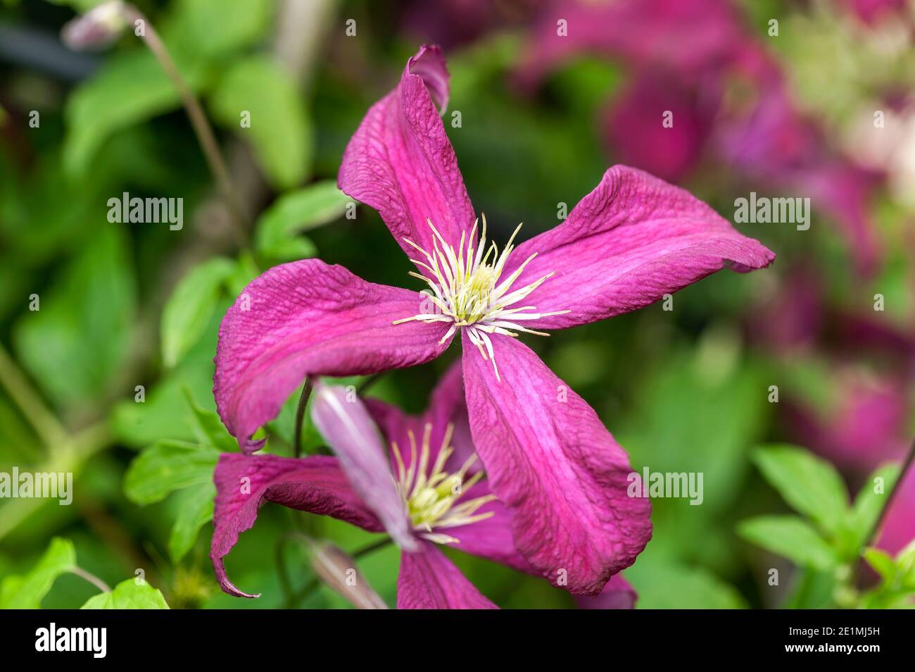Clematis ' Madame Julia Correvon' a summer flowering shrub plant with a ...