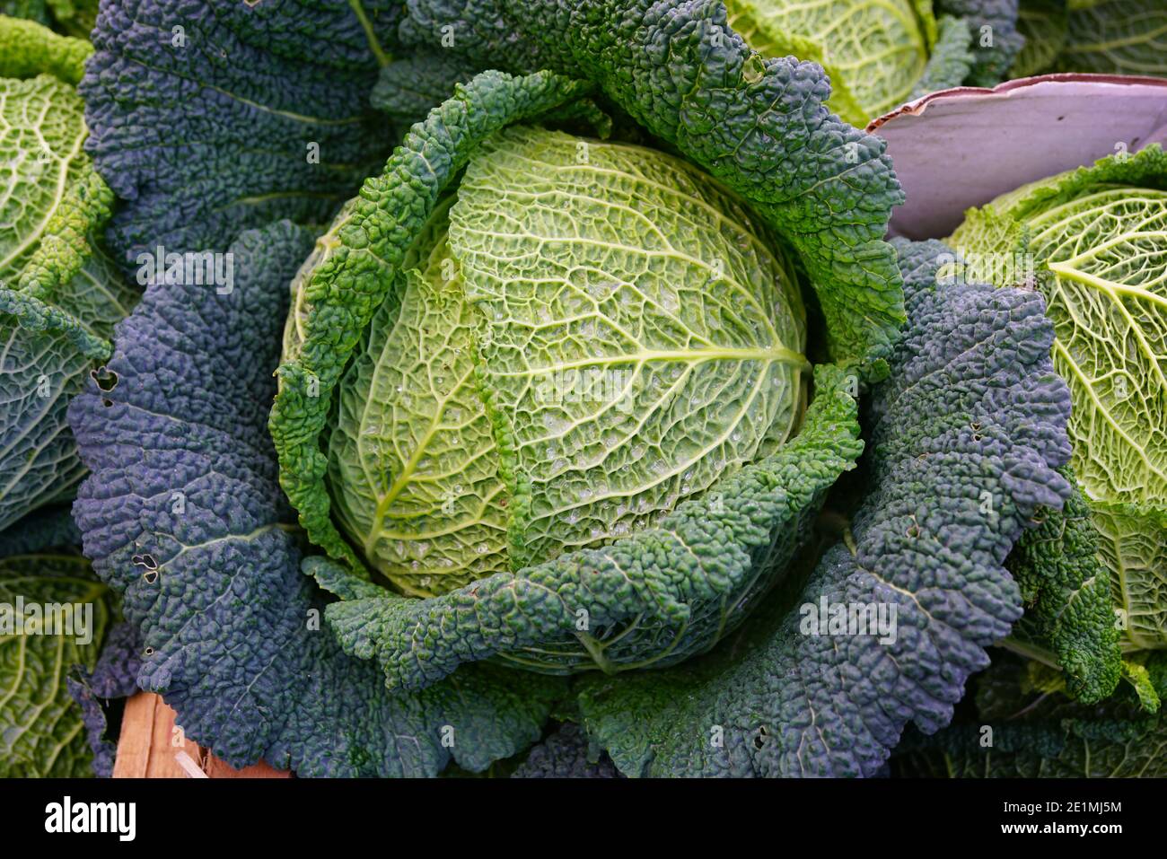 Organic green Savoy cabbage chou pomme at a French farmers market Stock ...