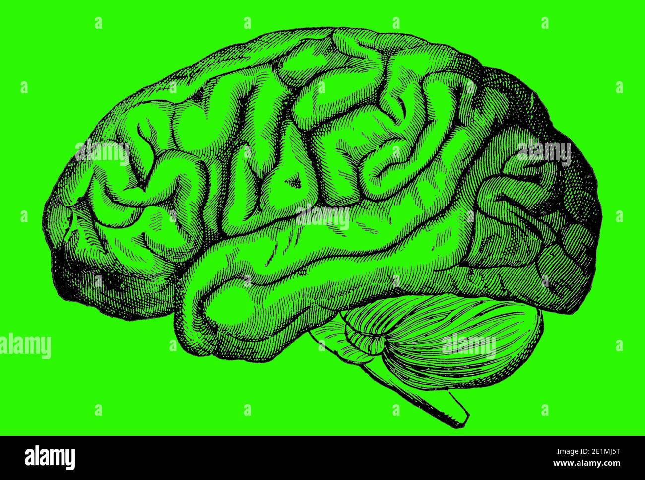 Vintage brain anatomy hi-res stock photography and images - Alamy