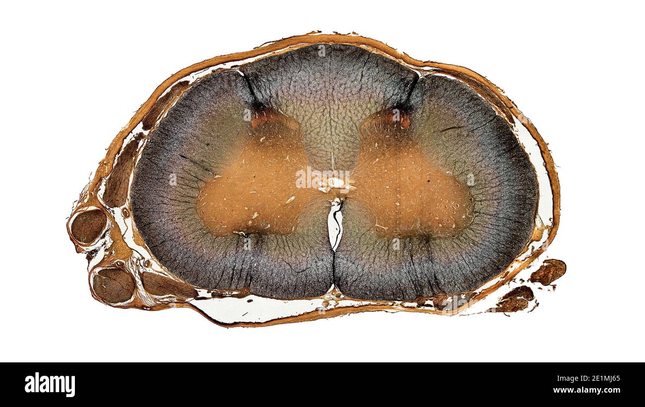 cross section cut of human body cells under a scientific microscope ...