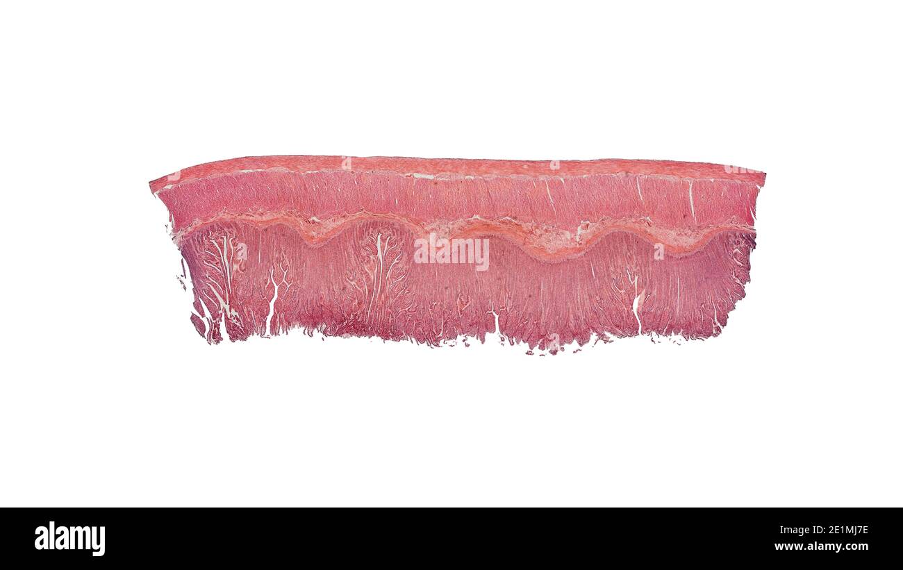 cross section cut of human body cells under a scientific microscope ...