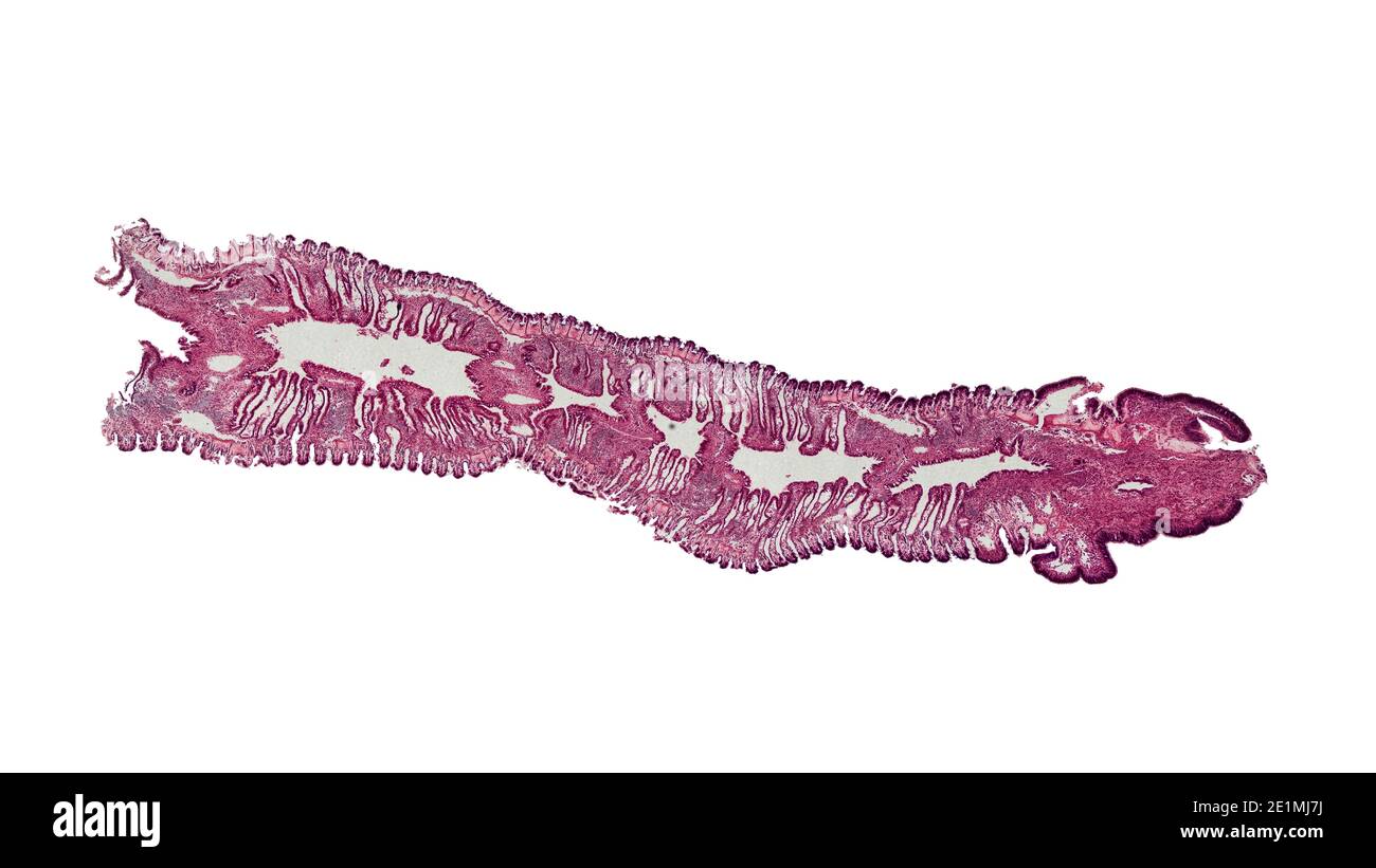 cross section cut of human body cells under a scientific microscope ...
