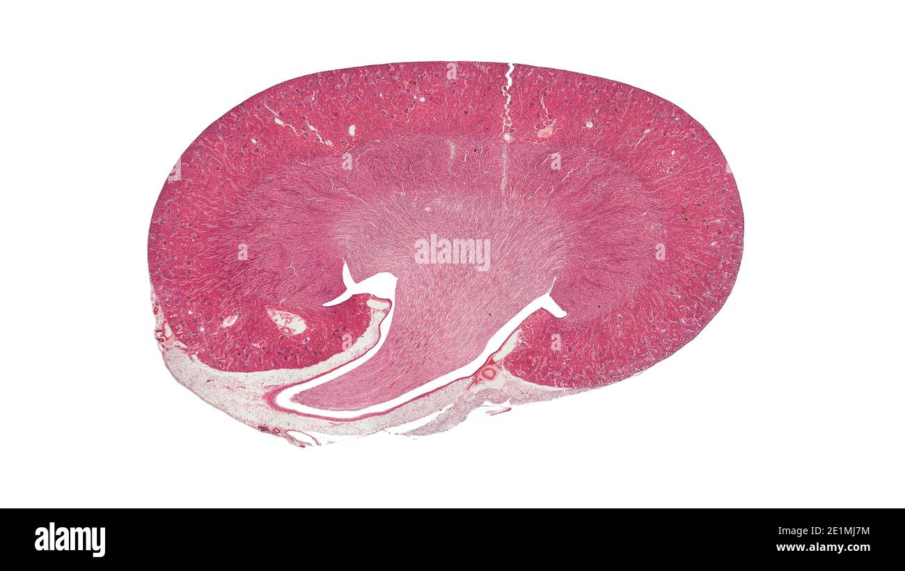 cross section cut of human body cells under a scientific microscope ...