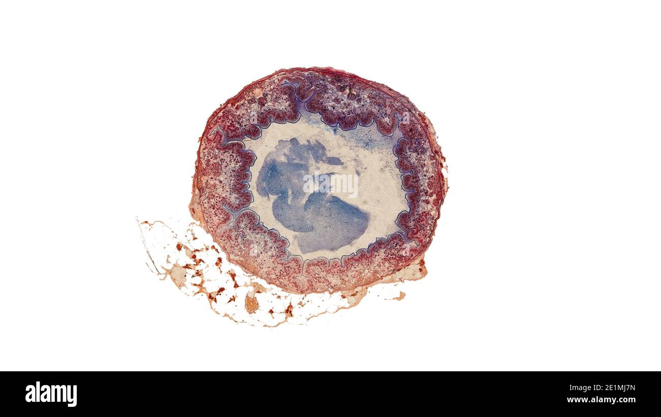 cross section cut of human body cells under a scientific microscope ...