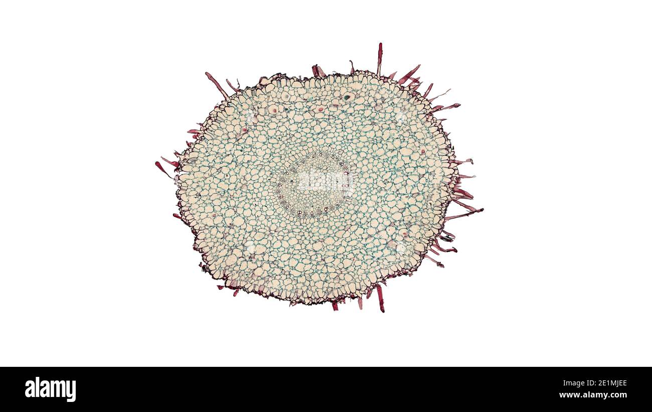 cross section cut under the microscope – microscopic view of plant ...