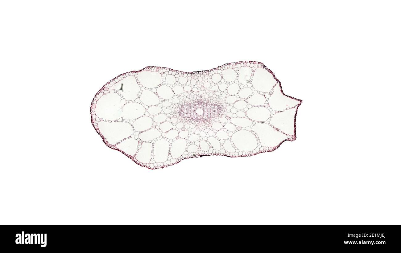 cross section cut under the microscope – microscopic view of plant ...