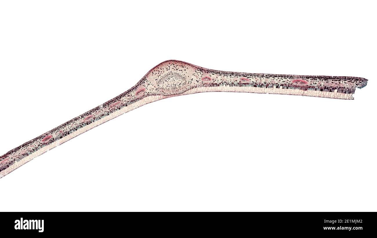 cross section cut under the microscope – microscopic view of plant ...