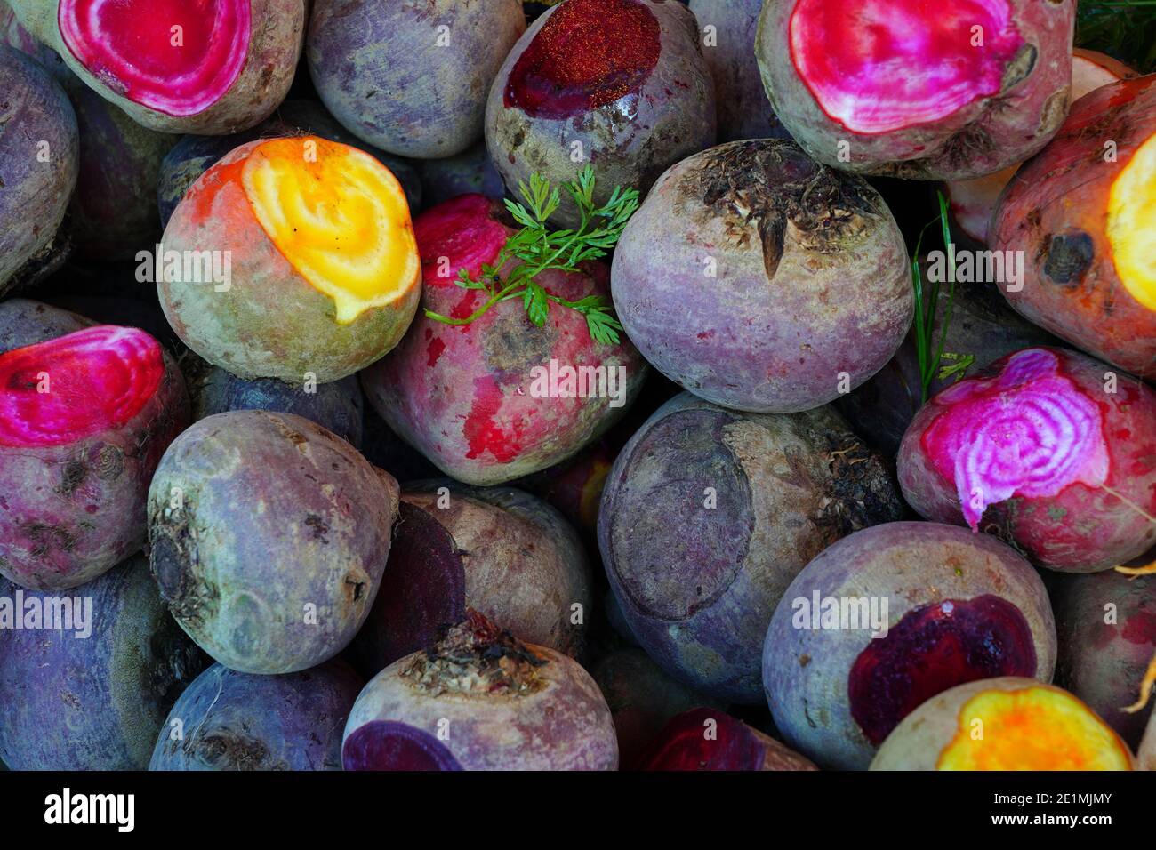 Fresh yellow and pink and white chioggia beets with concentric circles ...