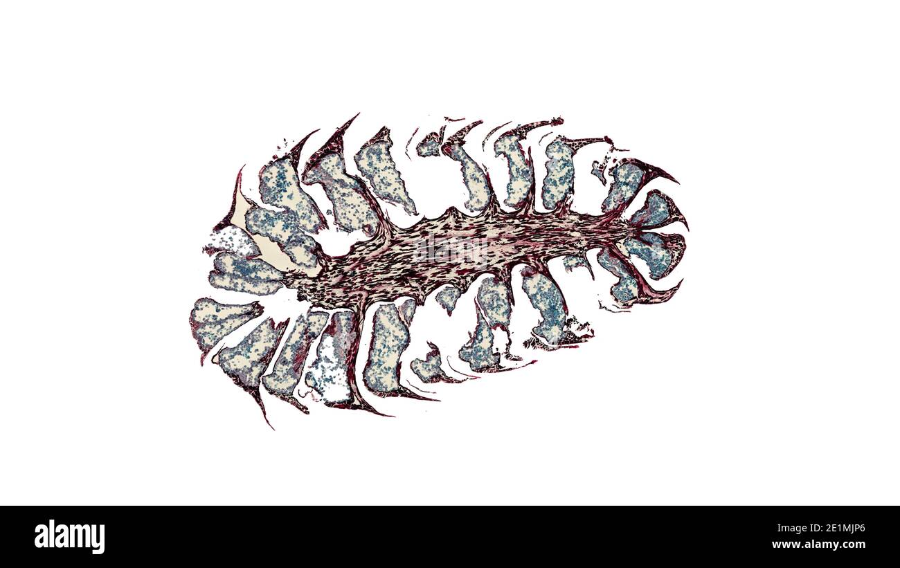 cross section cut under the microscope – microscopic view of plant ...