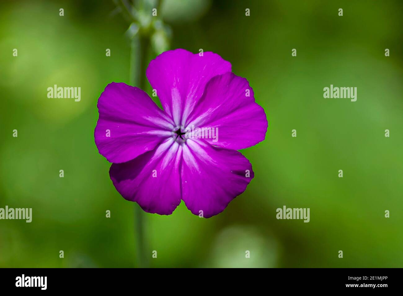 Common corncockle hi-res stock photography and images - Alamy