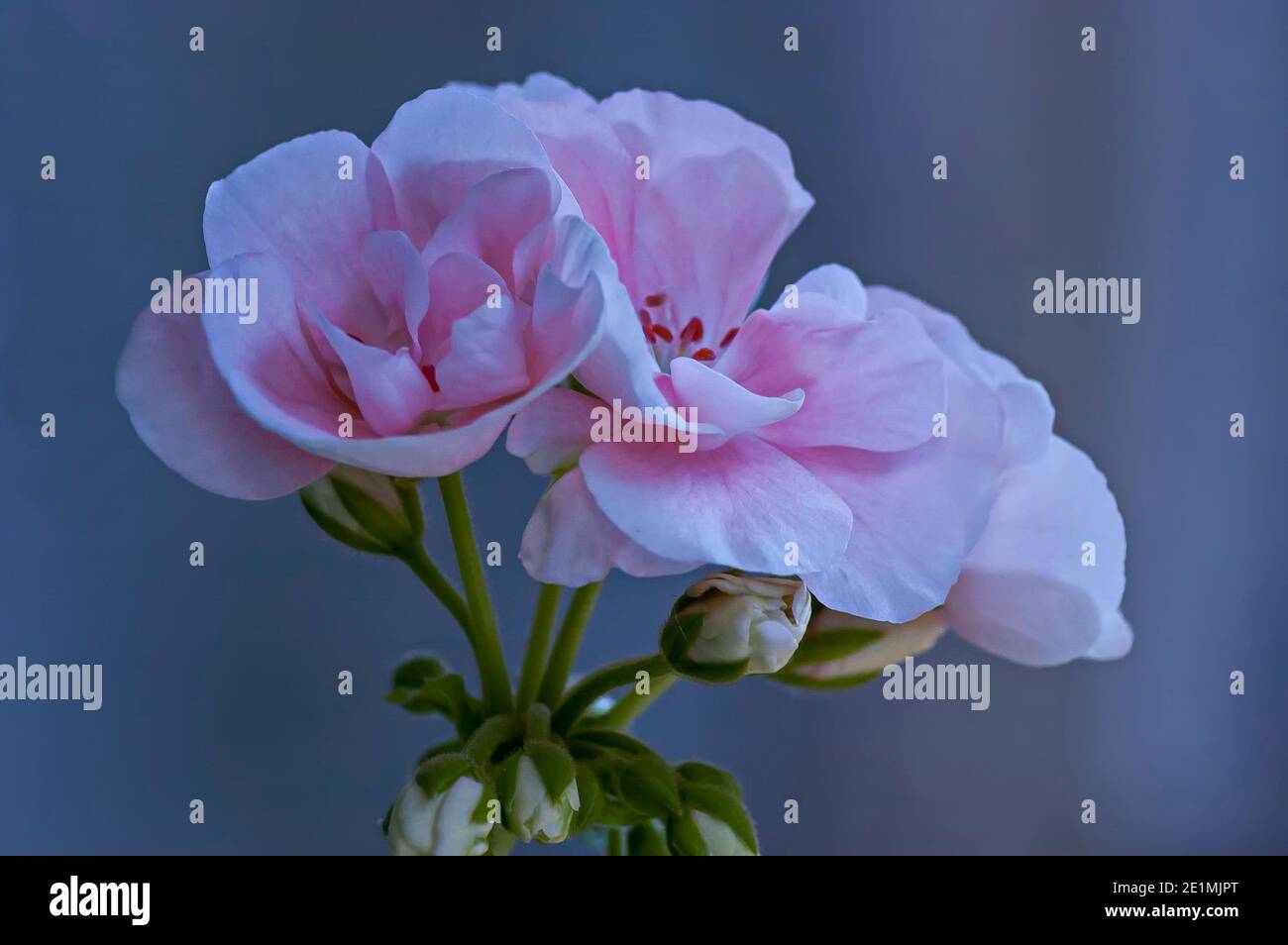 Pelargonium or geranium pink color close blooms and buds, Sofia ...