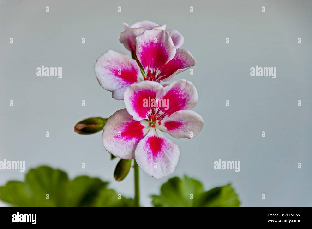 Pelargonium or geranium mixed white with pink color close-up color and ...