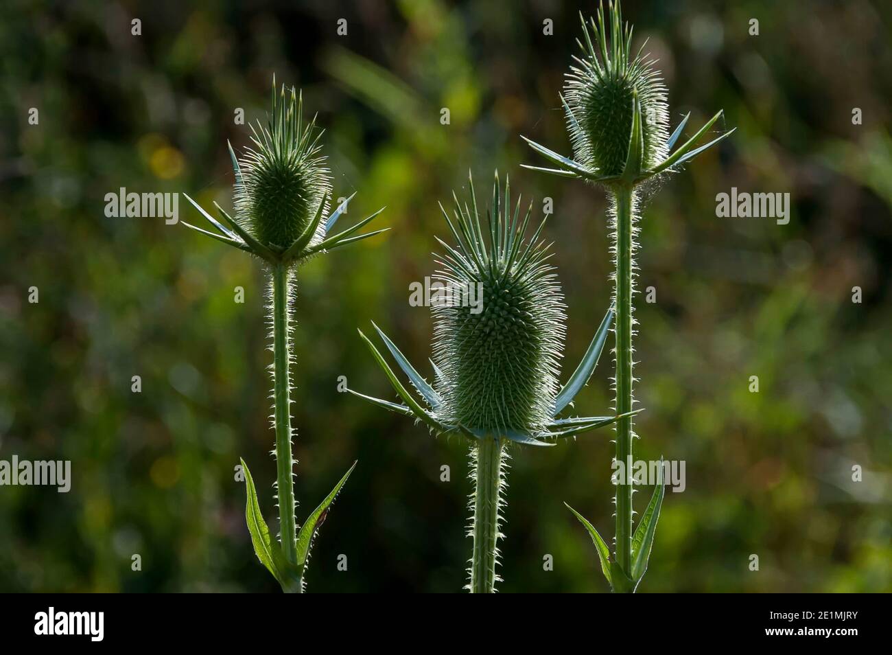 Wild teasel, Wild thistle or Dipsacus fullonum, a species of flowering ...