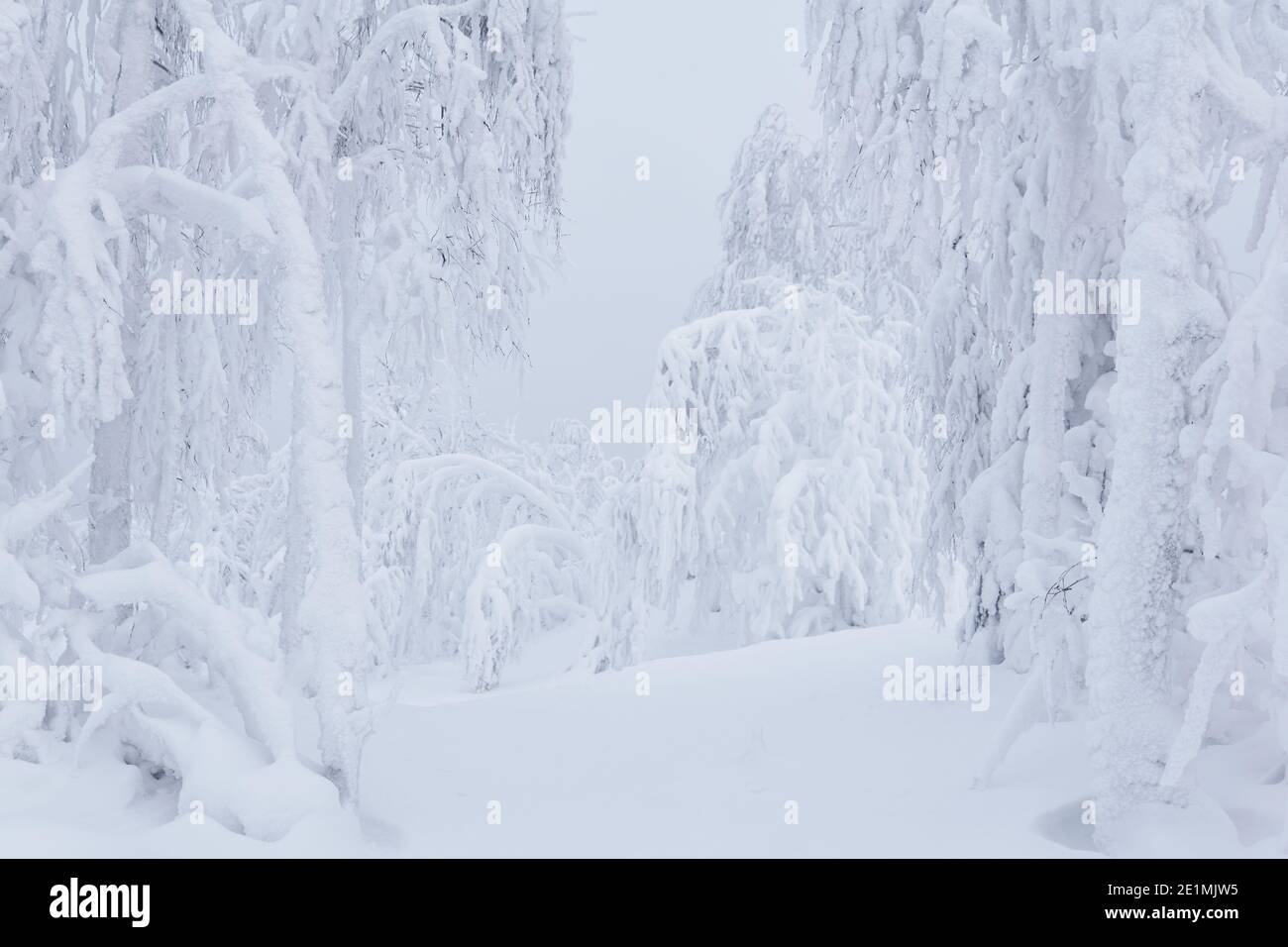 snowy winter natural landscape - frozen forest in a deep snow Stock ...