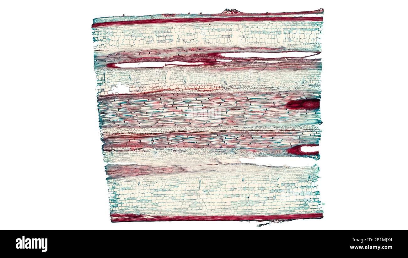 cross section cut under the microscope – microscopic view of plant ...