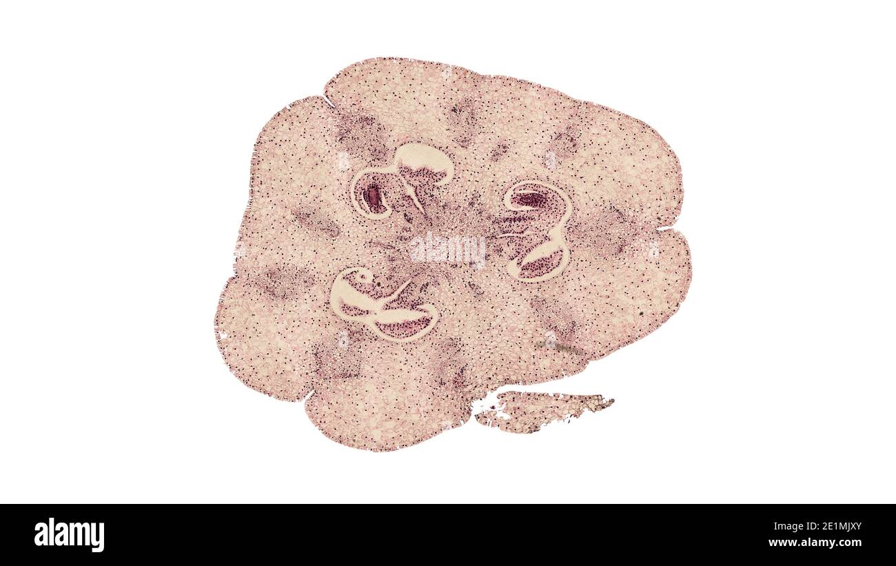 cross section cut under the microscope – microscopic view of plant ...
