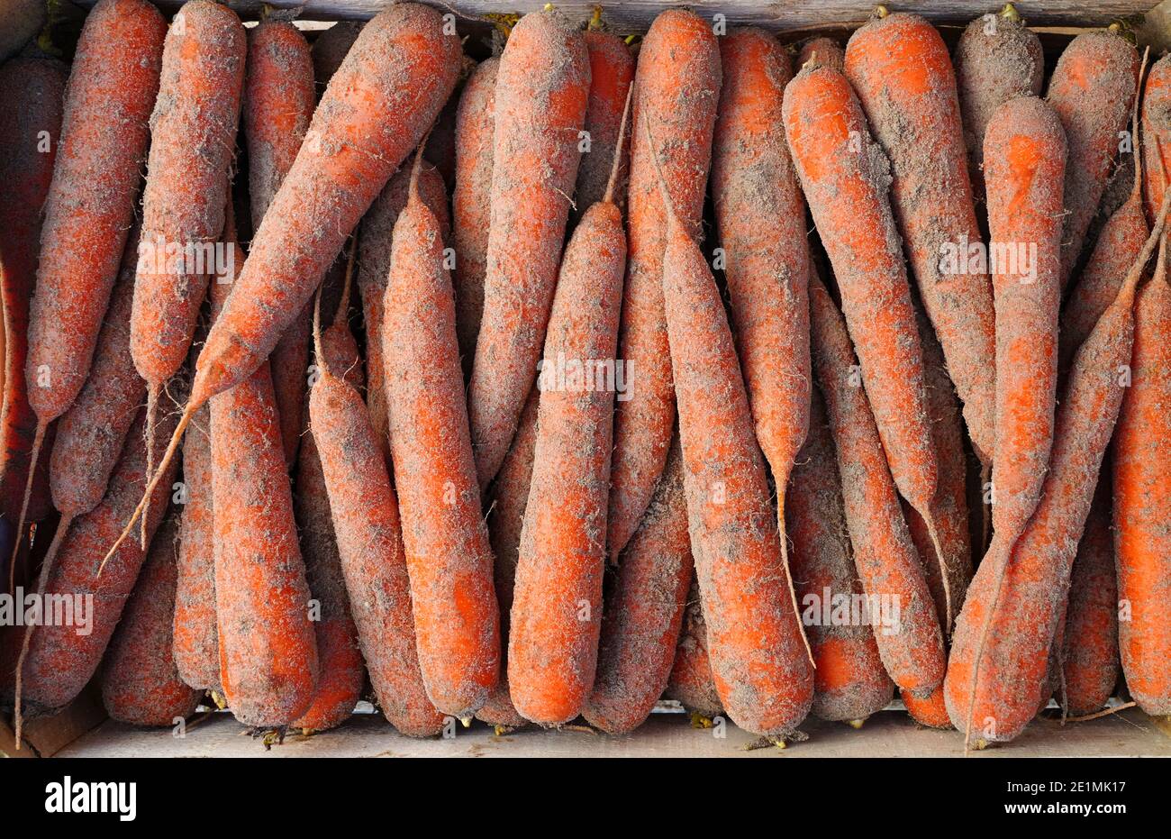 Fresh organic sand carrots with soil for sale at a farmers market Stock ...