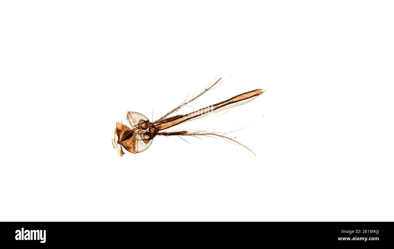 cross section cut of human body cells under a scientific microscope ...