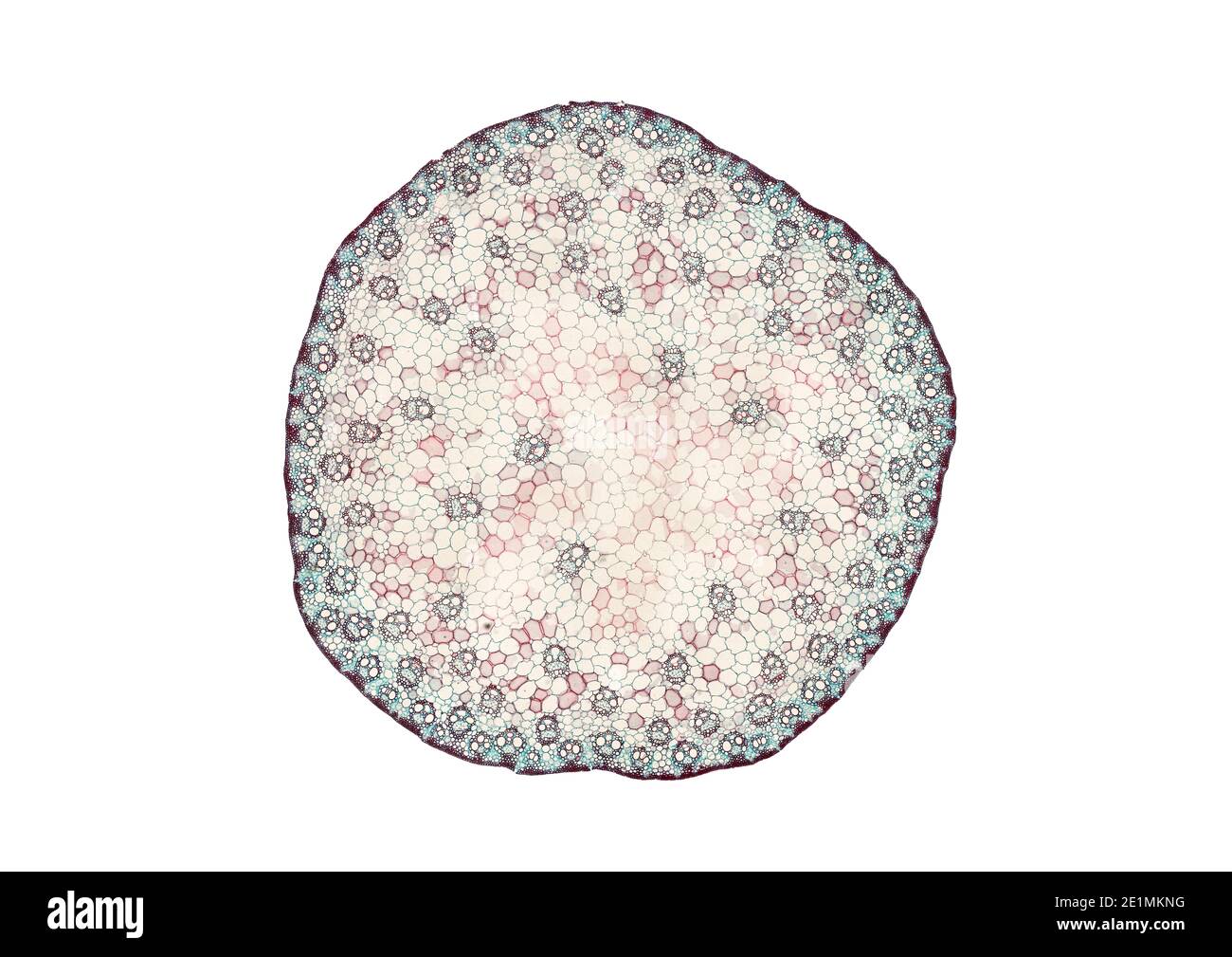 cross section cut under the microscope – microscopic view of plant ...