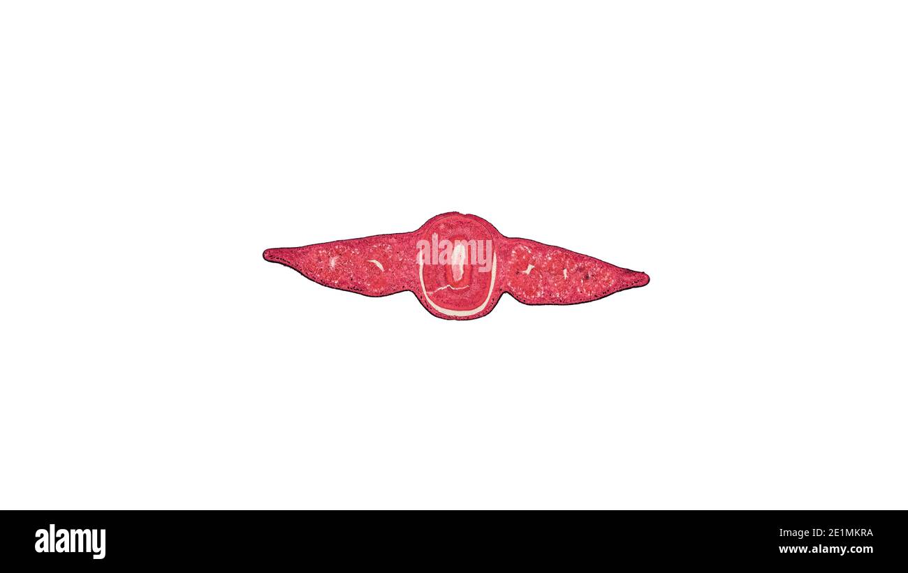 cross section cut of human body cells under a scientific microscope ...