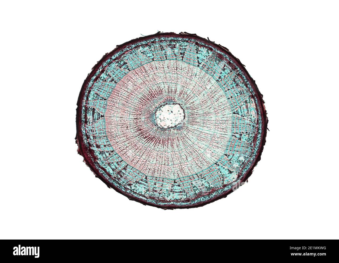 cross section cut under the microscope – microscopic view of plant ...