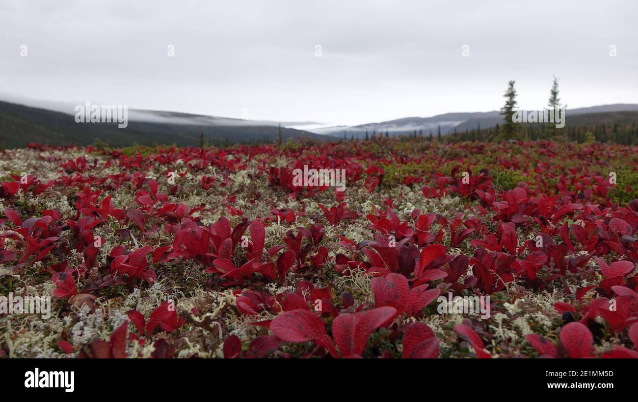 Scenic landscape in the middle of nowhere, Alaska Stock Photo - Alamy