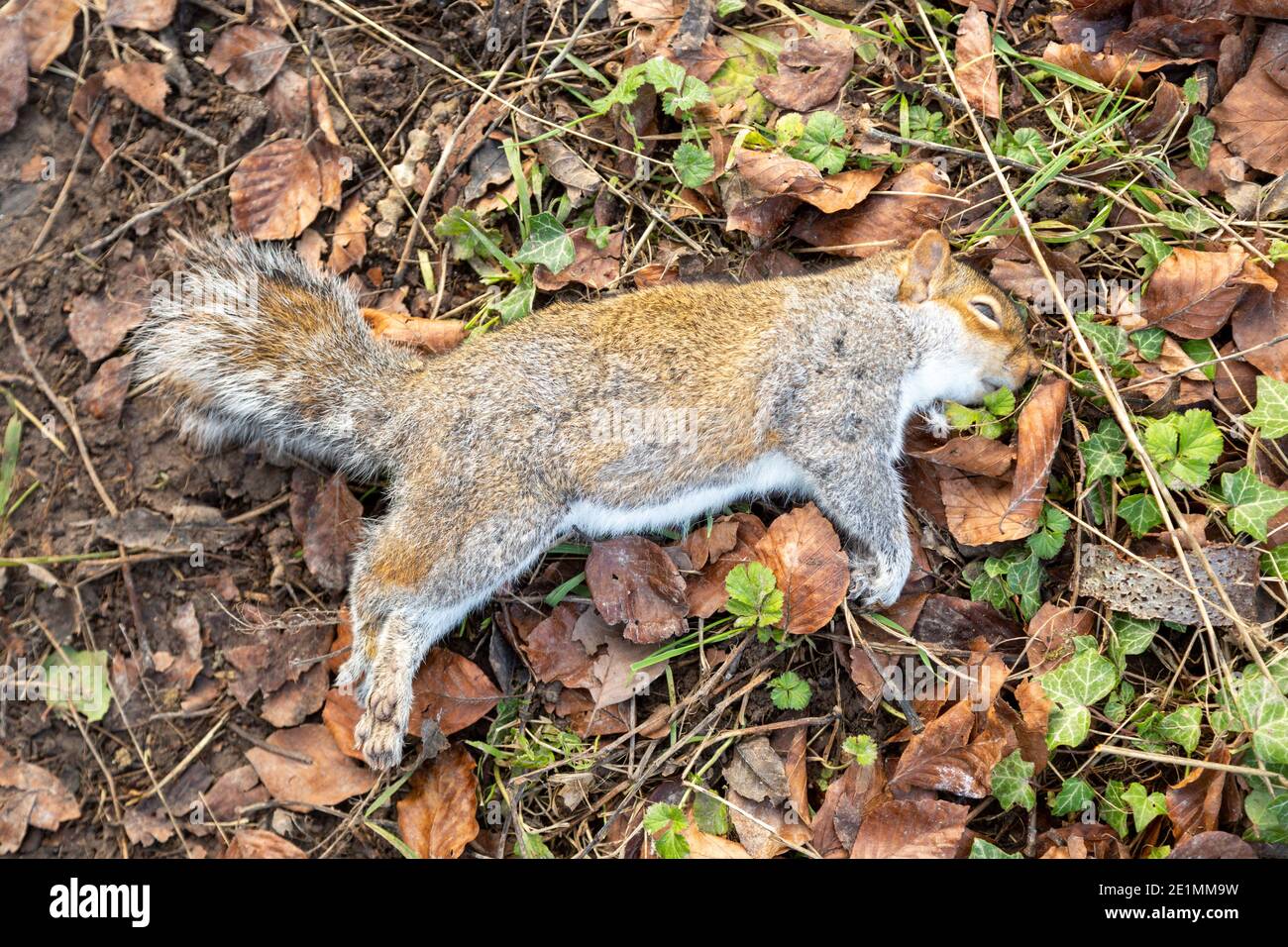 Dead Eastern grey squirrel, Sciurus carolinensis, lying on the ground ...