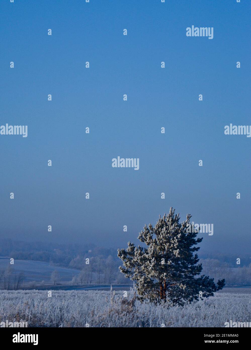coniferous tree in a field covered with frost Stock Photo - Alamy