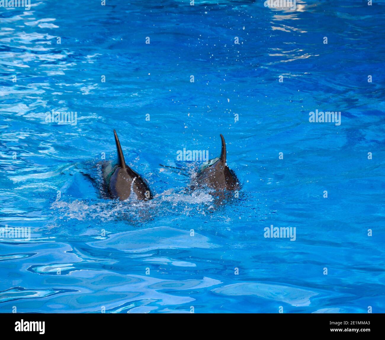 dolphin fins in blue water Stock Photo - Alamy