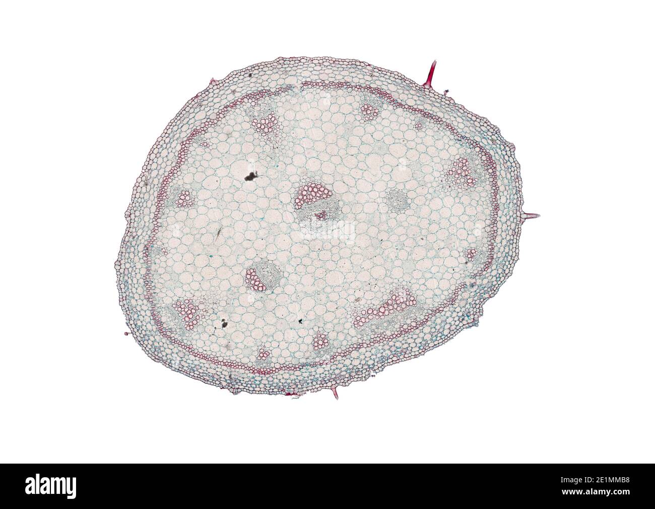 cross section cut under the microscope – microscopic view of plant ...
