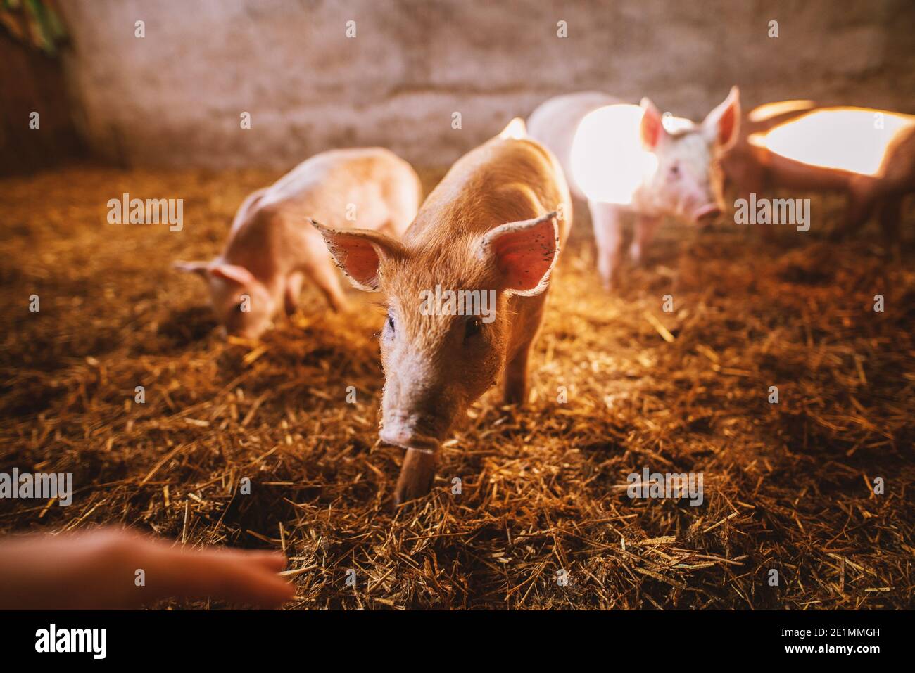 Pigs playing in the mud hi-res stock photography and images - Alamy