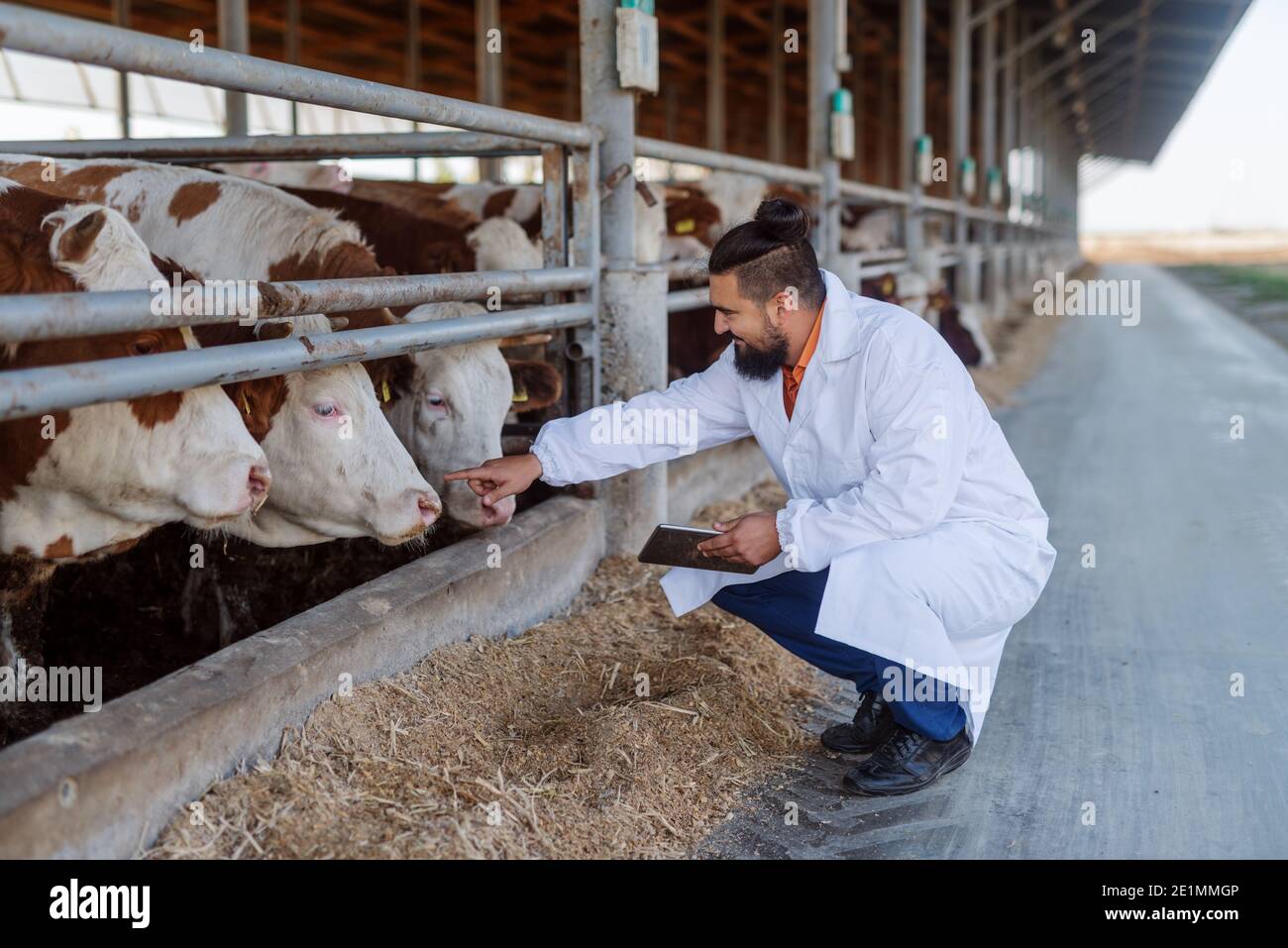 Artificial insemination cow hi-res stock photography and images - Alamy