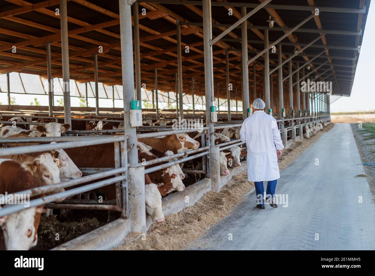 Veterinarian checking cows at cow farm Stock Photo - Alamy