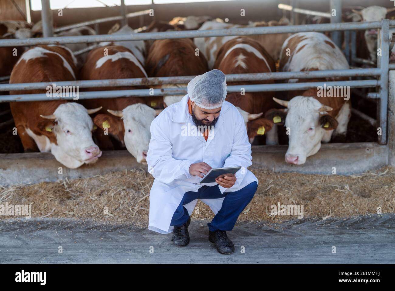 Veterinarian checking cows at cow farm Stock Photo - Alamy