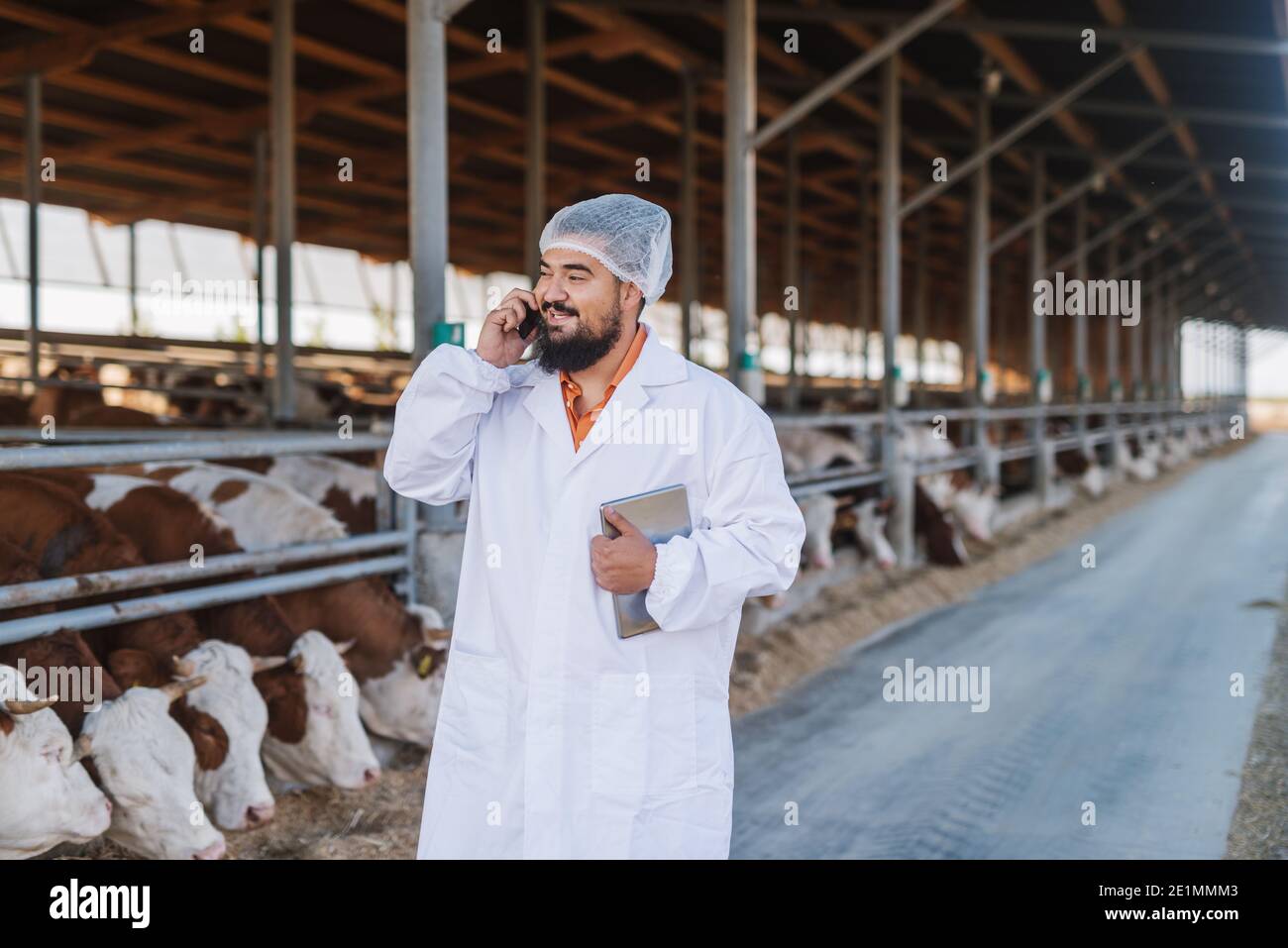 Veterinarian checking cows at cow farm. Talking on mobile phone ...