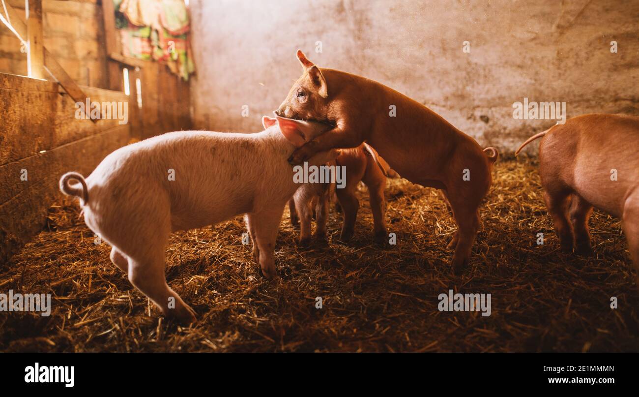 Close-up of a pig playing in a pigsty. Group of pigs Stock Photo - Alamy