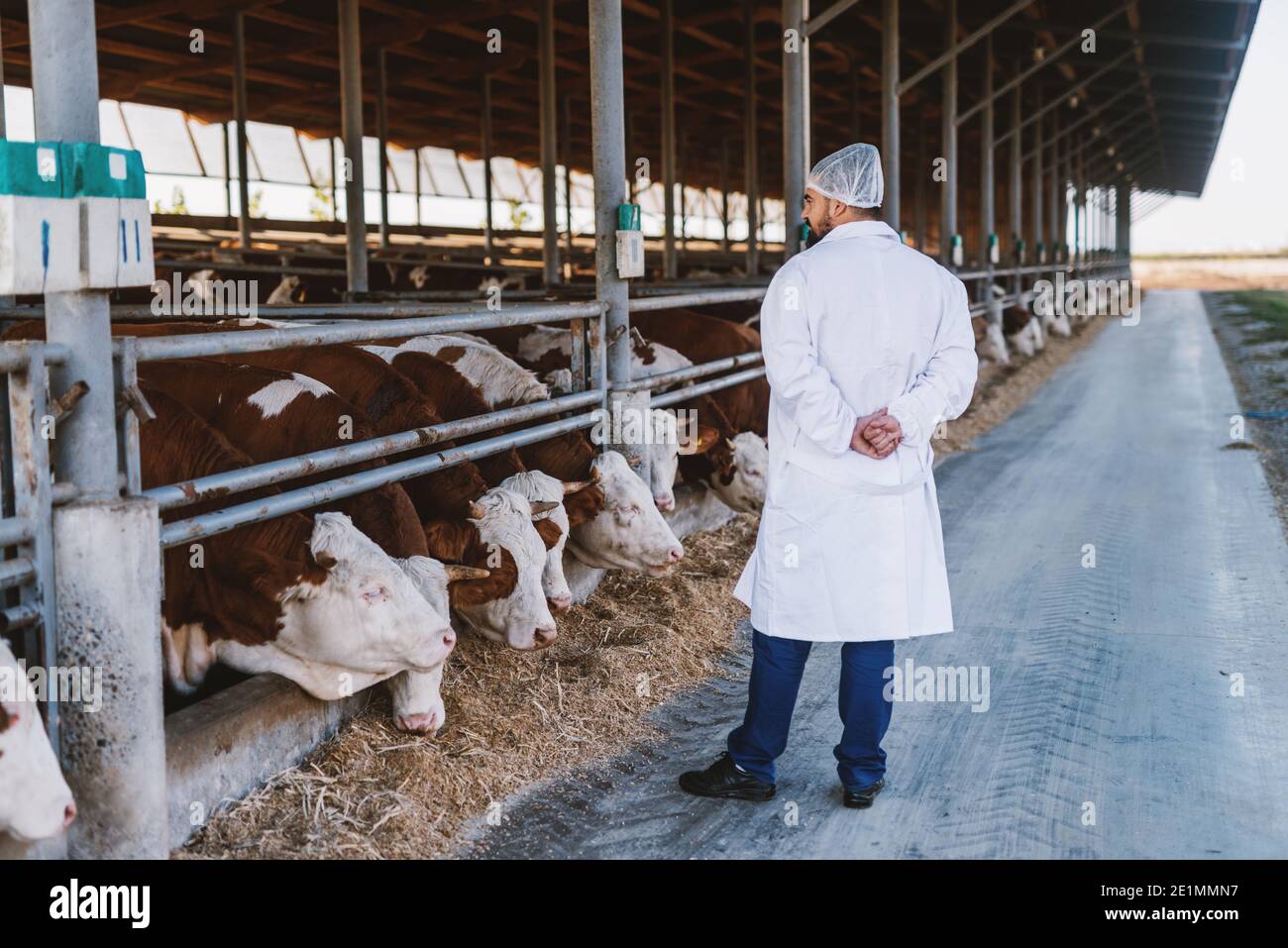 Veterinarian checking cows at cow farm Stock Photo - Alamy