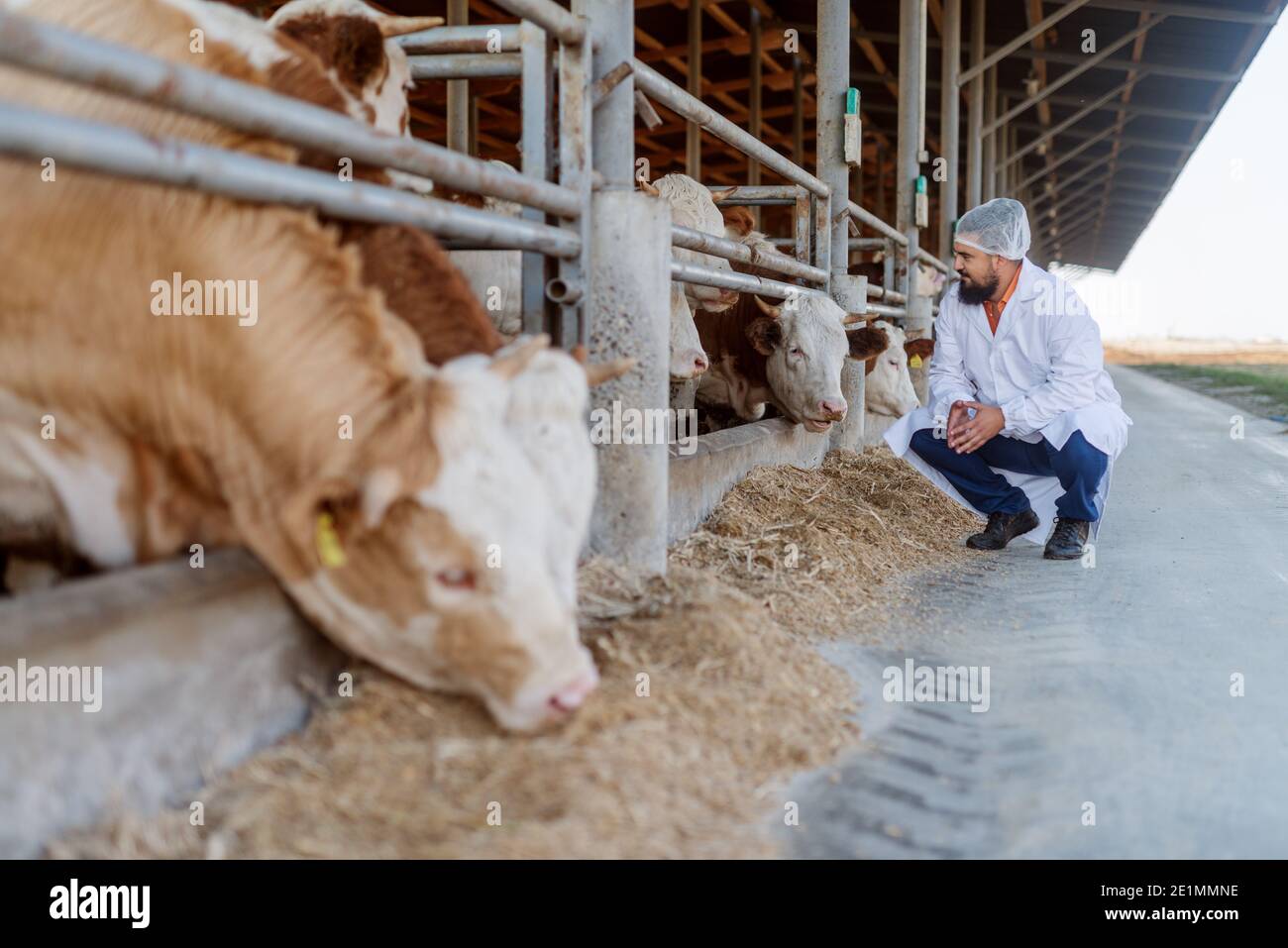 Veterinarian checking cows at cow farm Stock Photo - Alamy