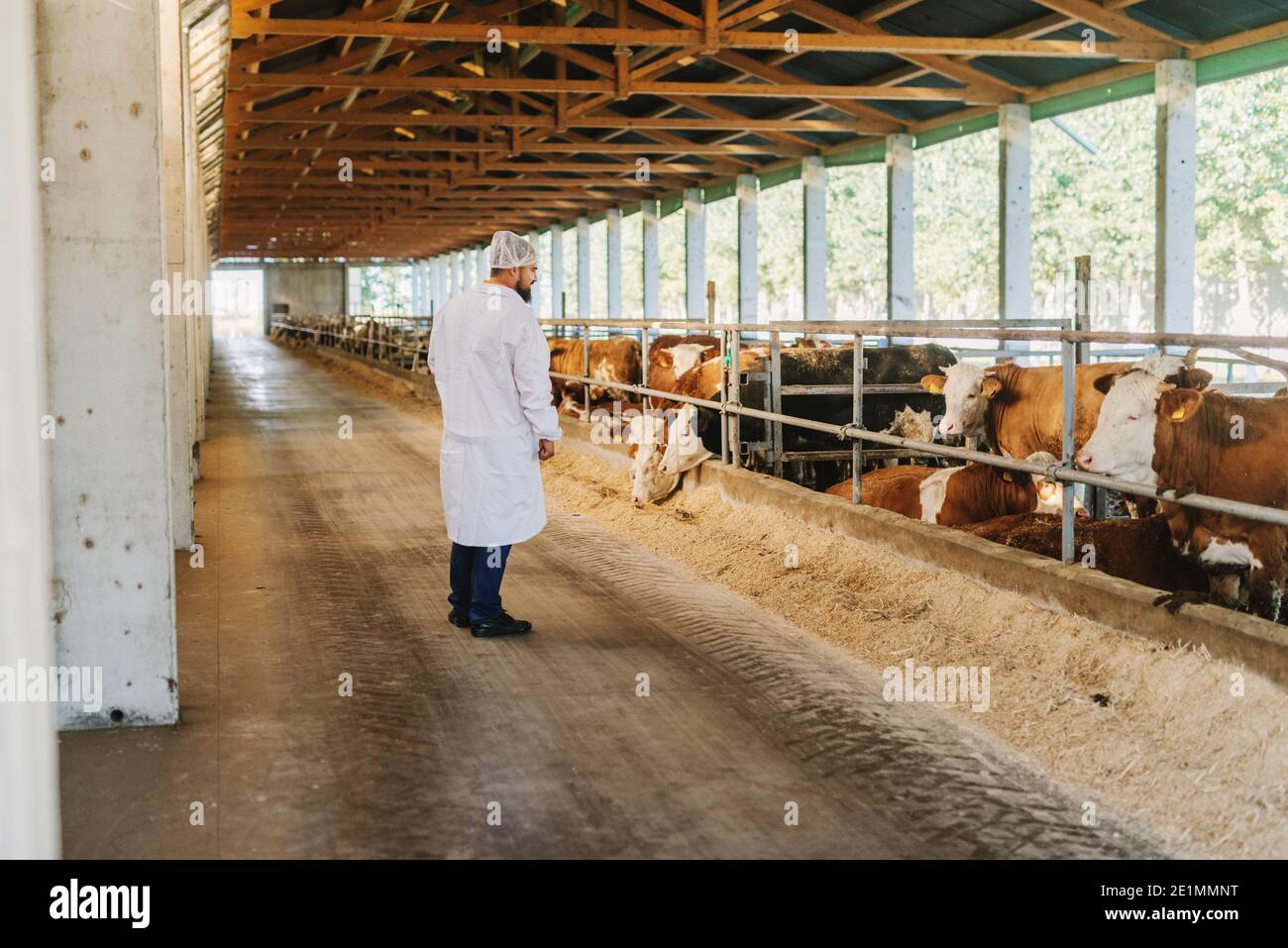 Veterinarian checking cows at cow farm Stock Photo - Alamy