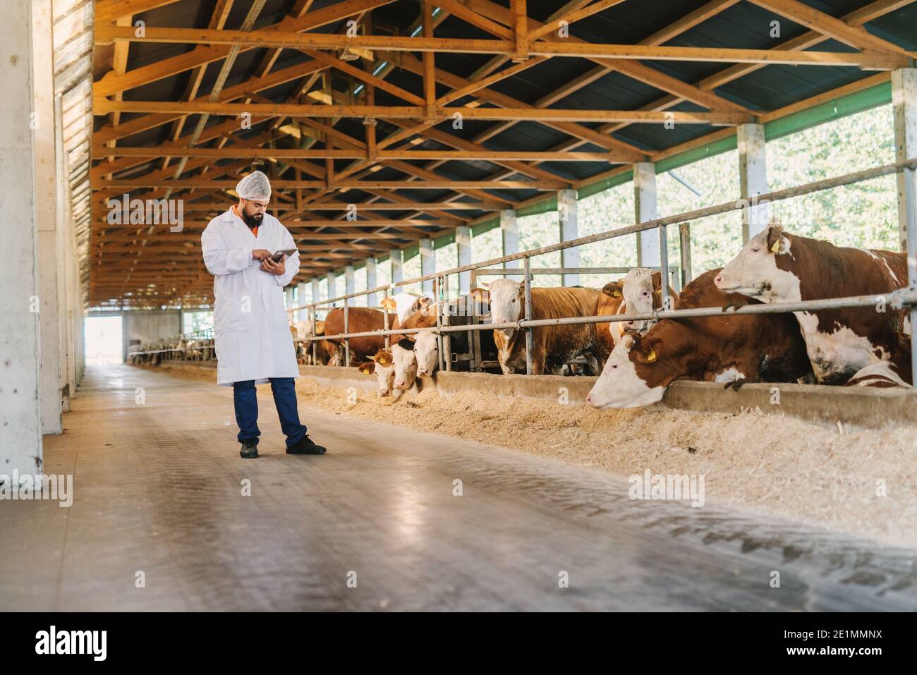 Checking the cows hi-res stock photography and images - Alamy