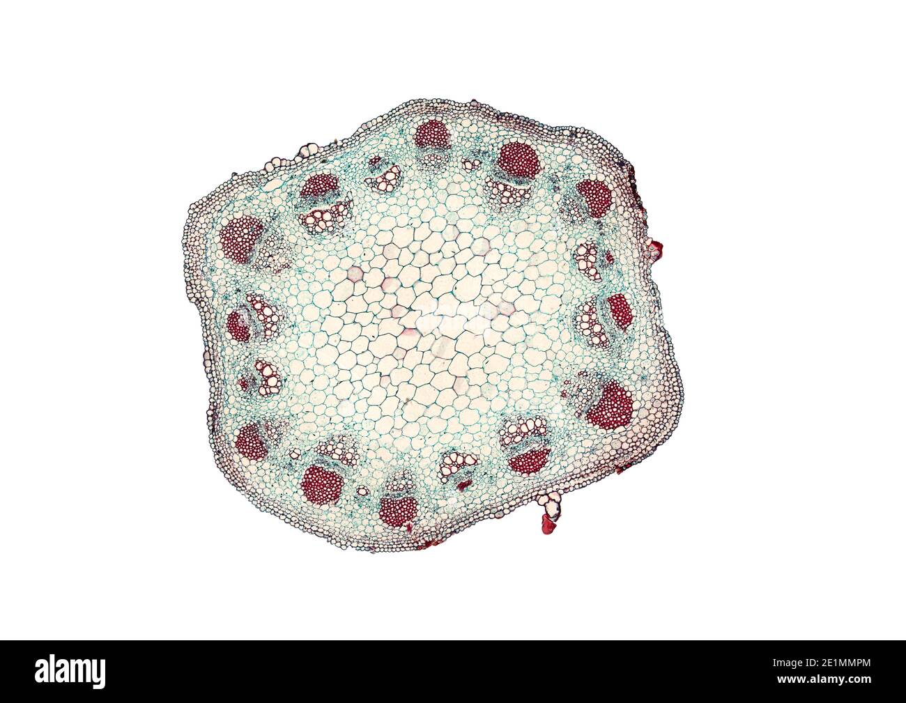 cross section cut under the microscope – microscopic view of plant ...