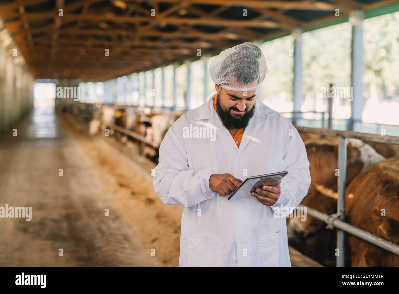 Veterinarian checking cows at cow farm Stock Photo - Alamy