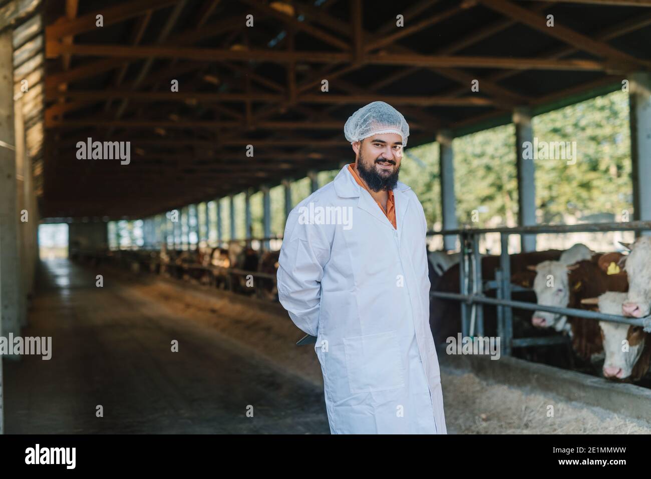 Veterinarian checking cows at cow farm Stock Photo - Alamy