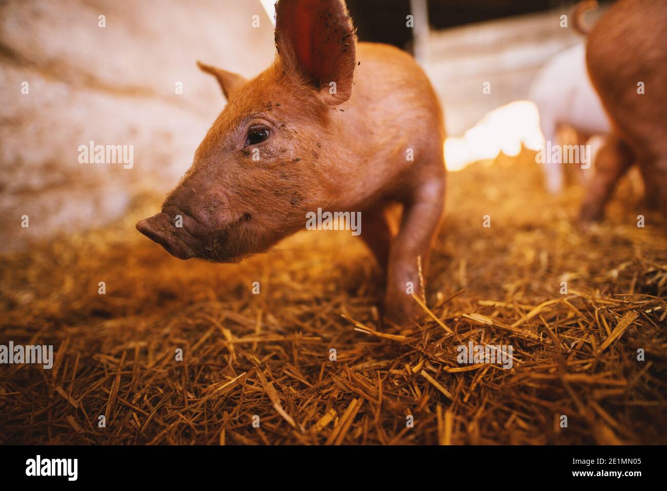 Close-up of a pig playing in a pigsty. Group of pigs Stock Photo - Alamy