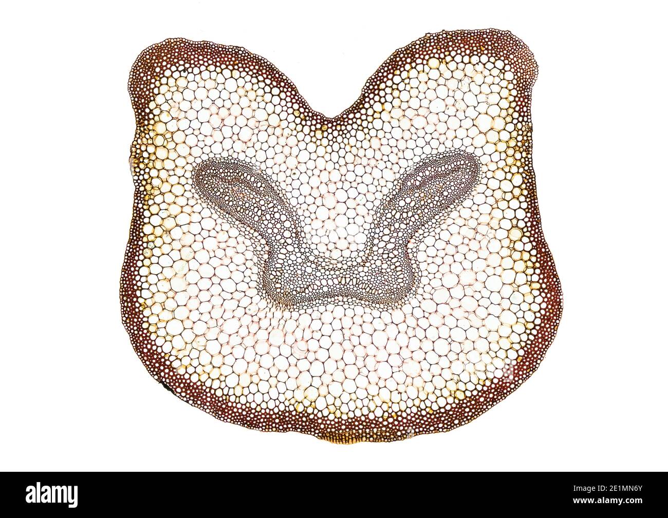 cross section cut under the microscope – microscopic view of plant ...