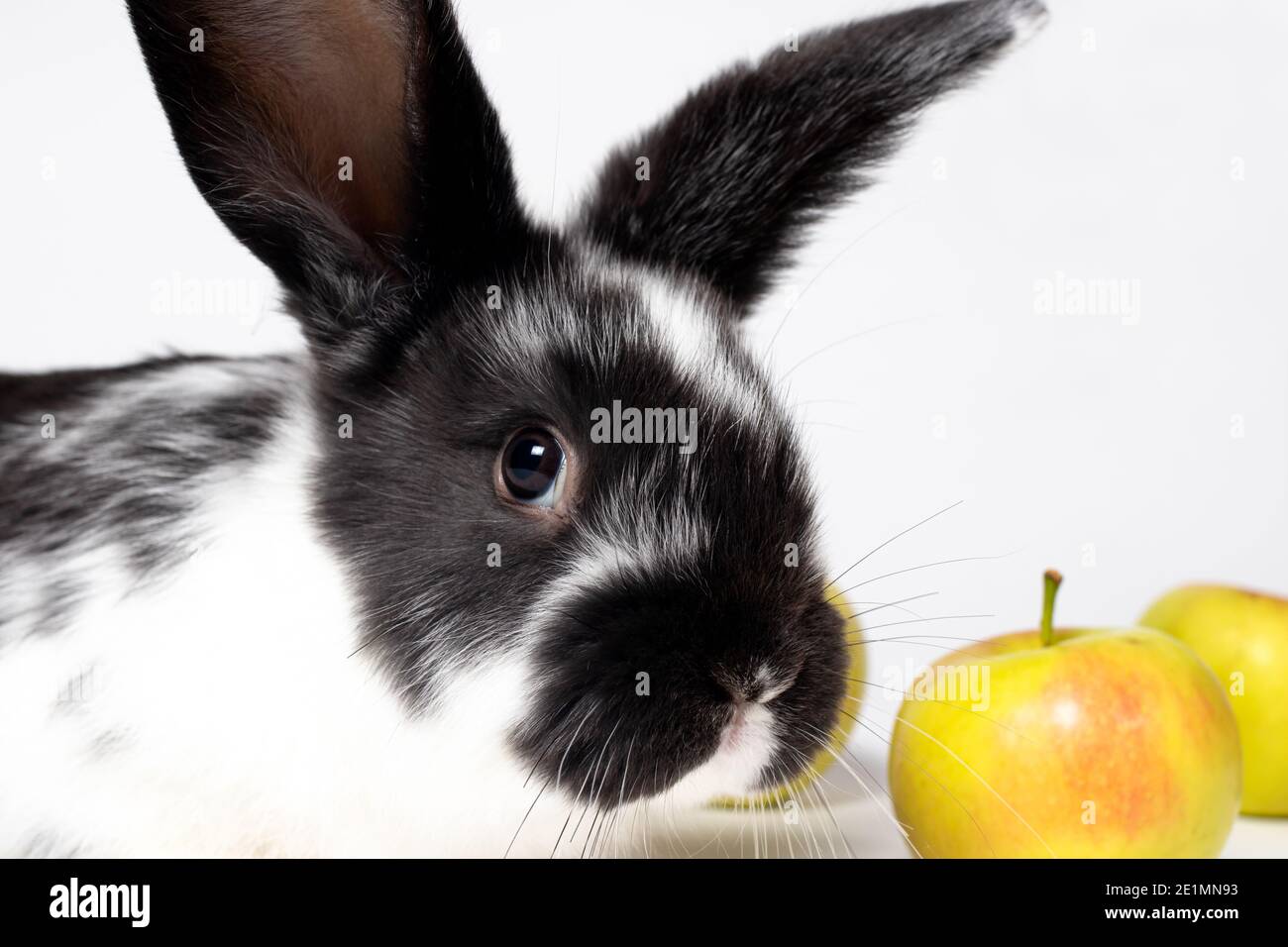 Black rabbit bunny white nose hi-res stock photography and images - Alamy